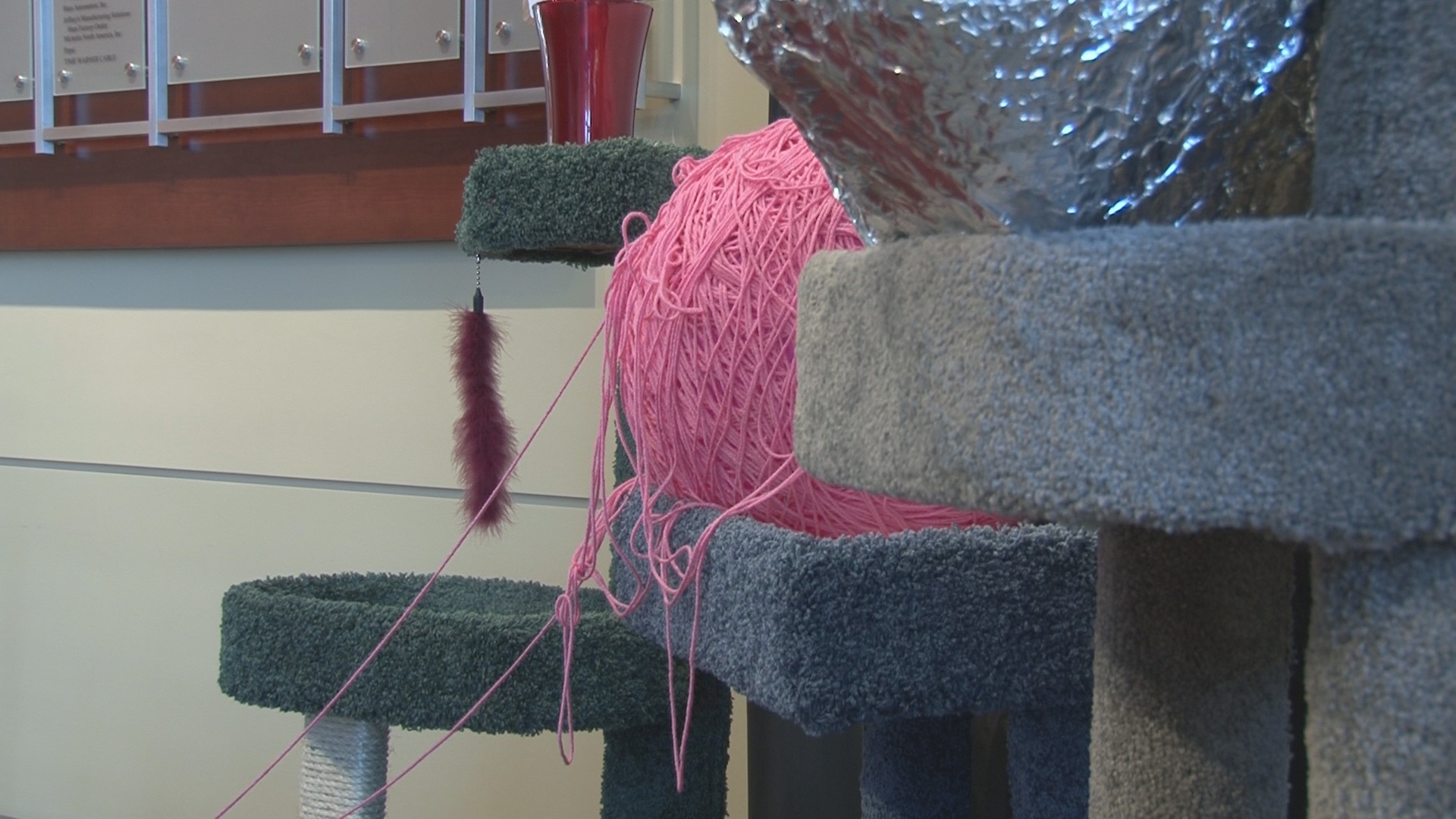 Theatre Hosts Show Based Off of Viral Cat Videos | wltx.com