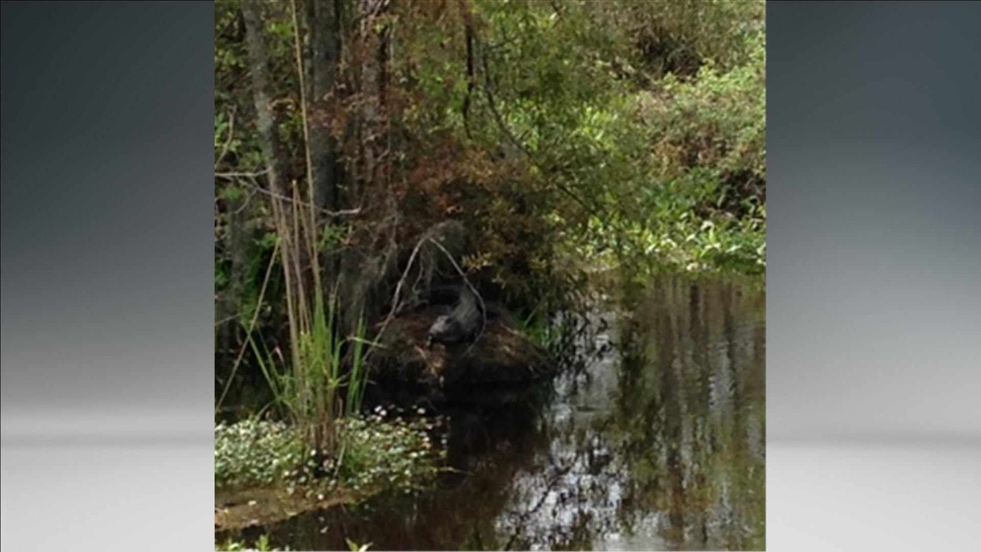 Silver Residents Call Sammy Swamp Gator "Scary" | wltx.com