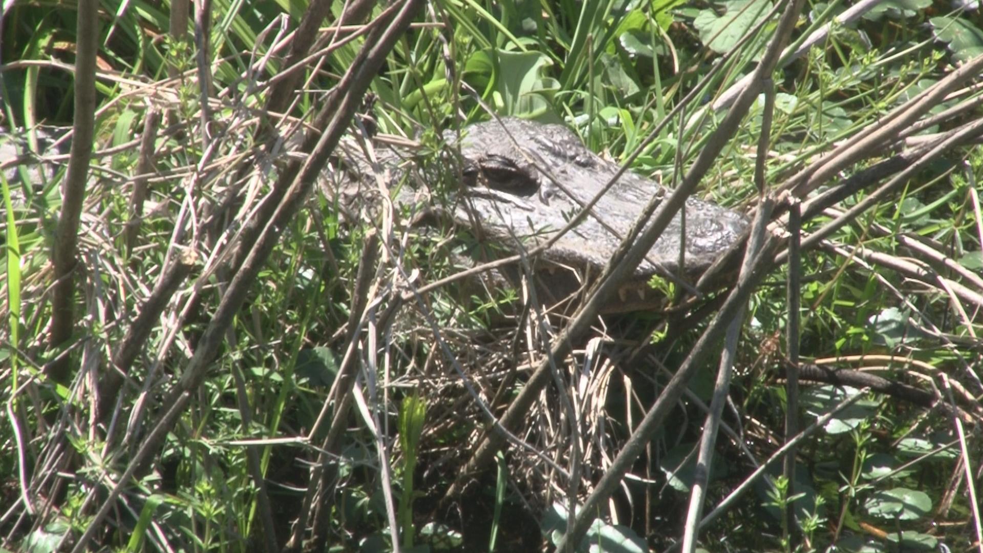 DNR Says Gator Will Stay in Sammy Swamp | wltx.com