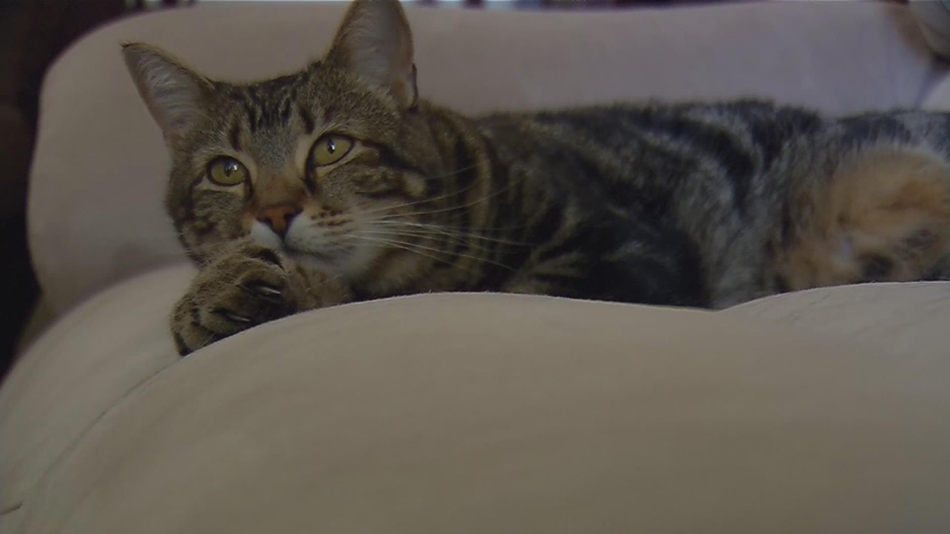 Update: Meet the Hero Cat Who Saved Boy | wltx.com