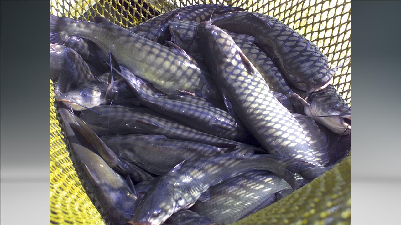 DHEC Releases Safe Fish Eating Advisory | wltx.com