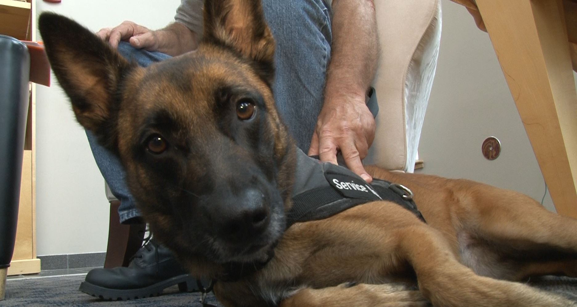 Man Refused Service Because of his Service Dog | wltx.com