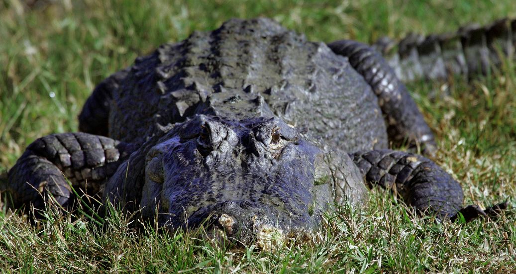 Owner: 'Guys Screaming Like Girls' After Gator Comes Back to Life ...