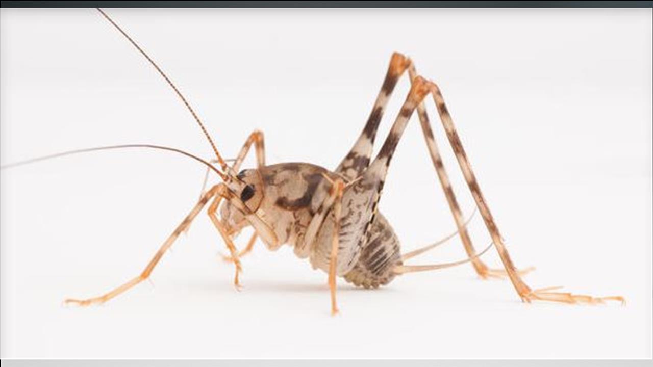 Asian Camel Crickets Invade Eastern US | wltx.com