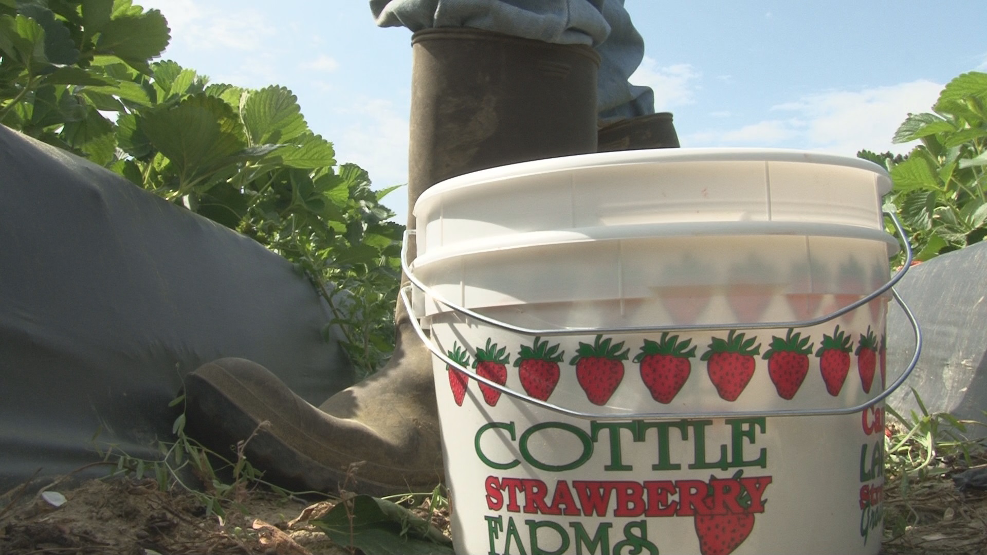 Strawberry Picking Season Has Arrived | wltx.com