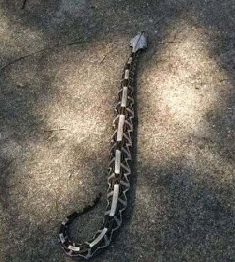 Exotic Venomous Snake Sighted in Small Georgia Town | wltx.com