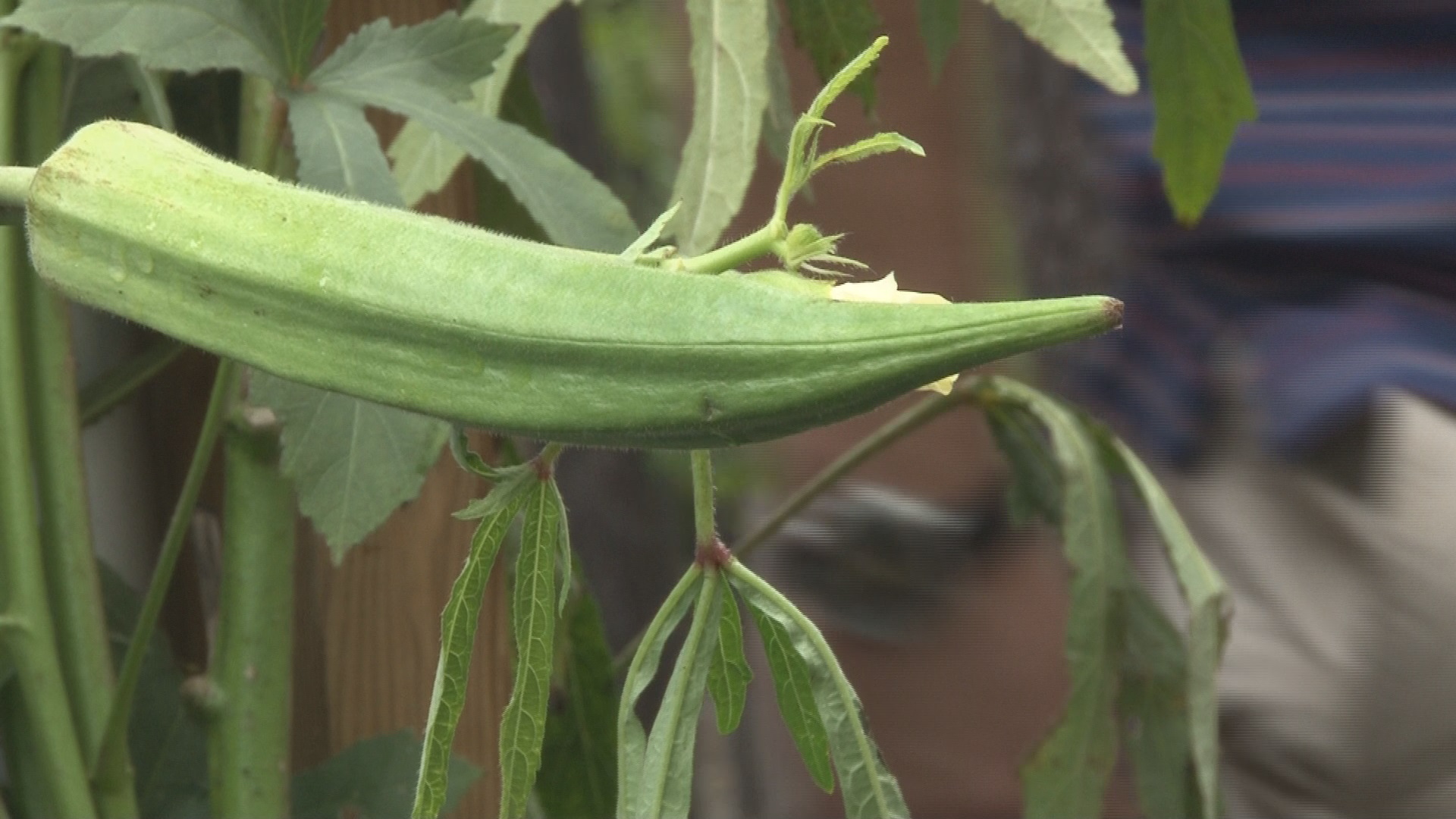 42nd Okra Strut, One Big Change | wltx.com