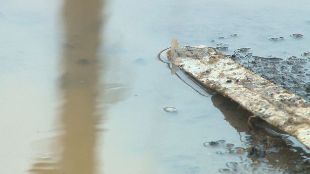 Bacteria, Fecal Matter Found in Rain Puddles on Ground | wltx.com