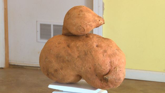 South Carolina's Heaviest Sweet Potato? | wltx.com