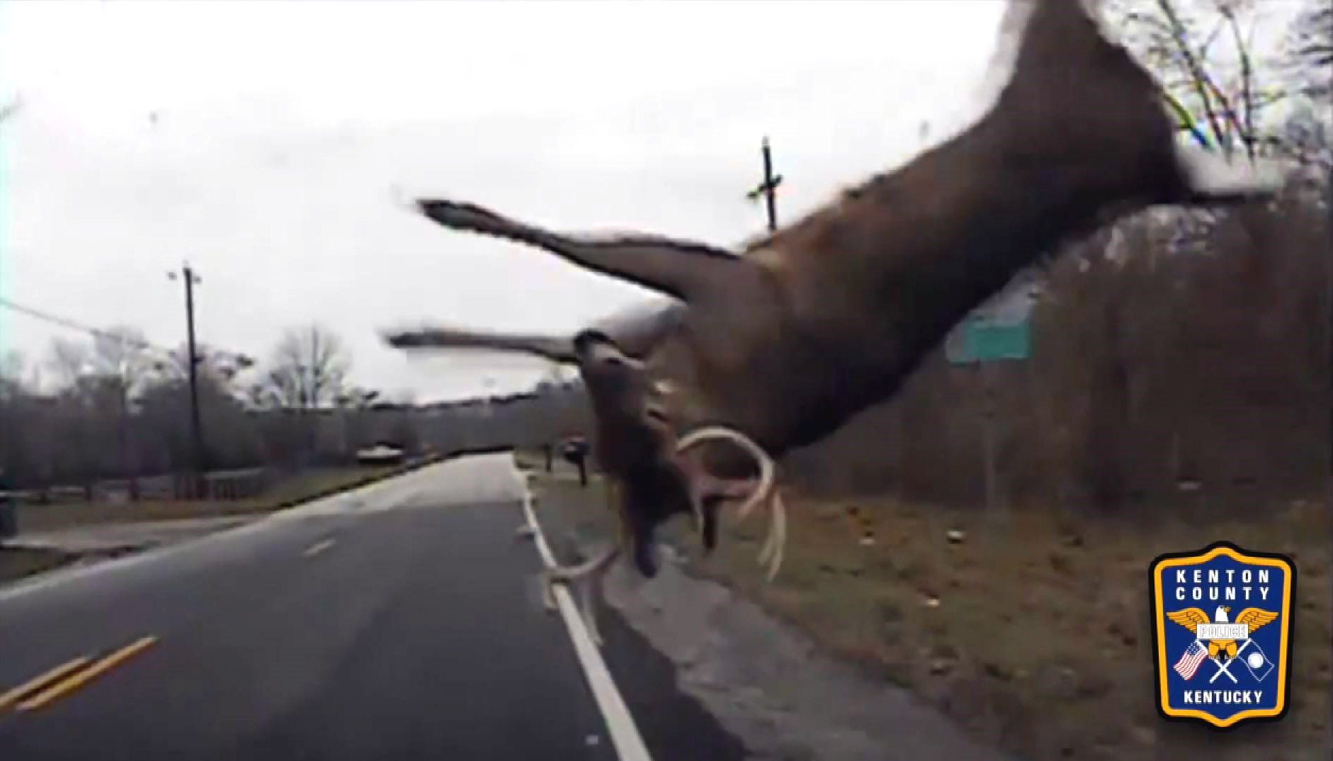 Collision Sends Deer Flying Over Cop Car; Deer Survives | wltx.com