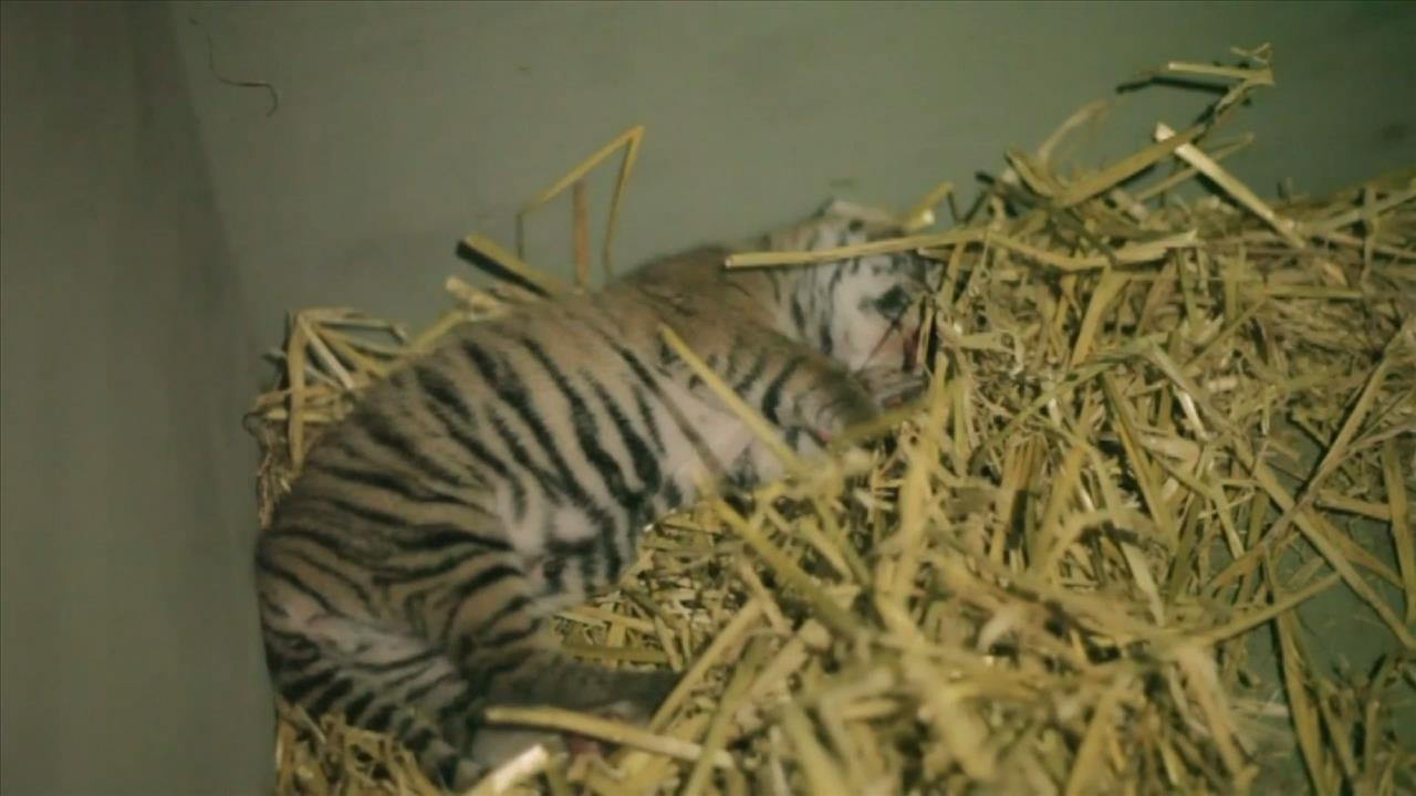 Photos: Baby Tigers in Australia | wltx.com