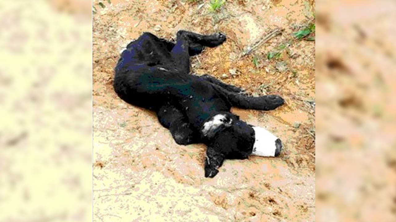 Dead Dog Found on Road with Mouth Duct-Taped | wltx.com