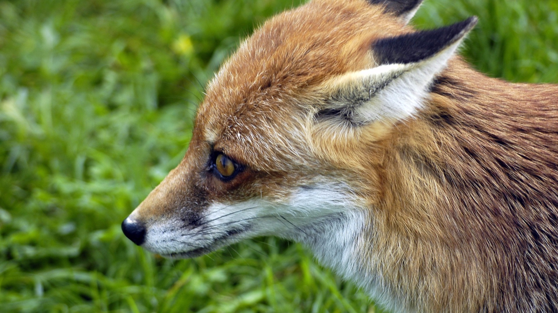 Rabid Fox, Skunk Potentially Exposed People to Rabies in the Midlands ...